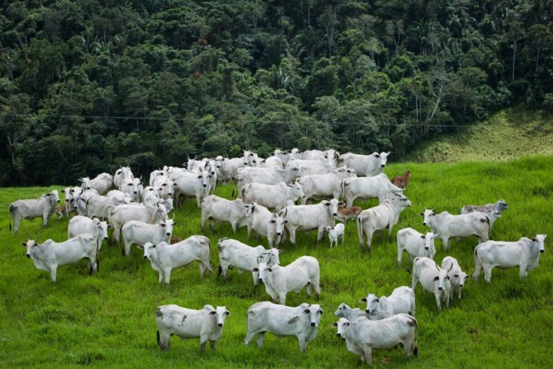 União Europeia oficializa veto à carne brasileira a partir de setembro ...